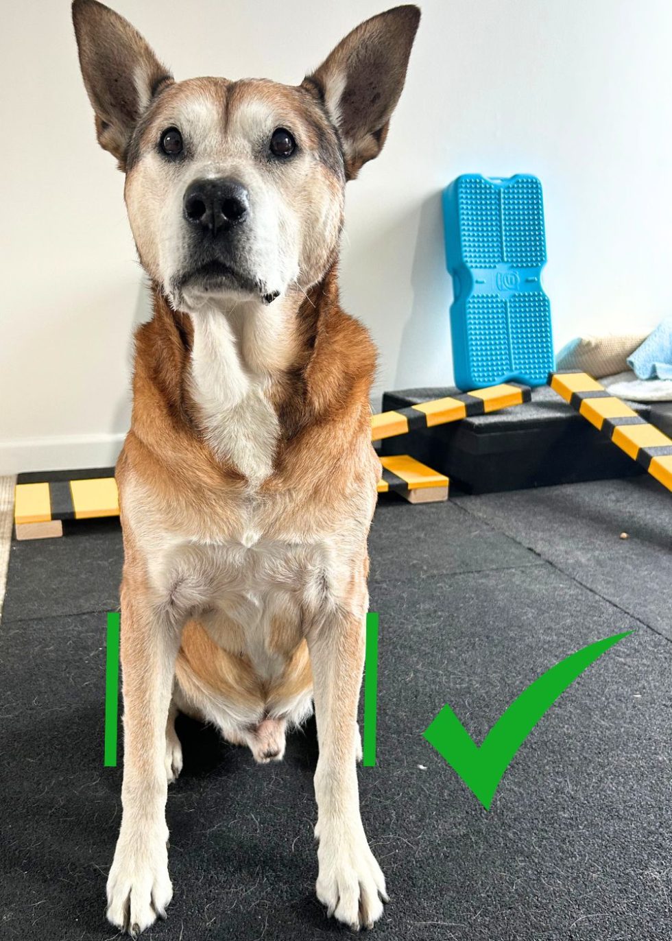 How to Strengthen Your Dog's Gluteal Muscles for Hip Stability | Paws4Paws