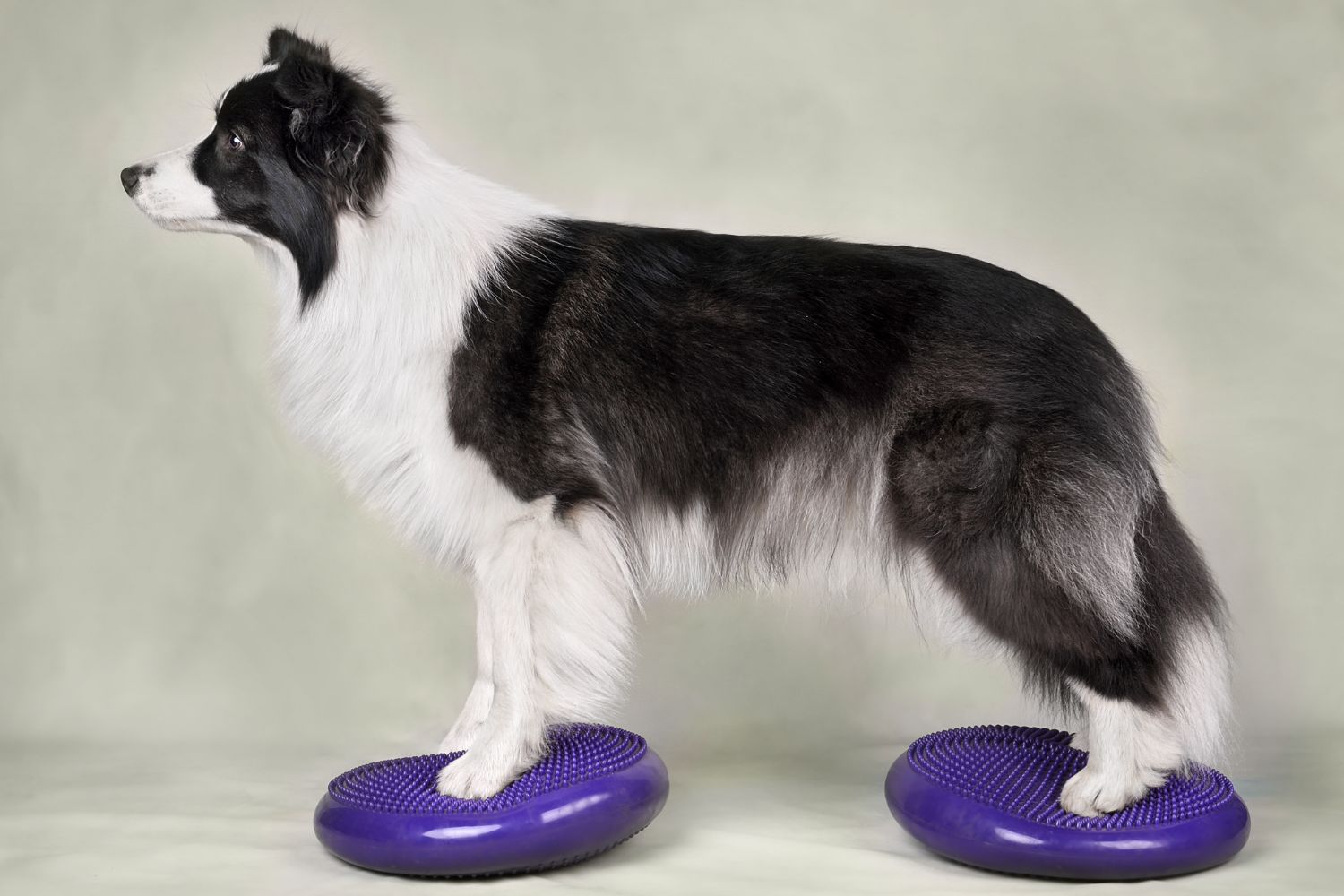 How to Strengthen Your Dog's Gluteal Muscles for Hip Stability | Paws4Paws