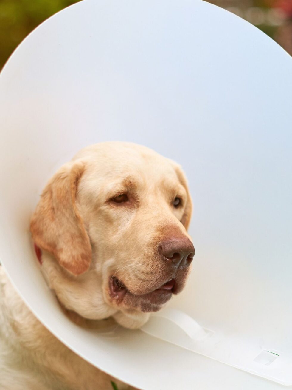 Elbow Surgery in Dogs | In-Home Post-Surgery Rehabilitation