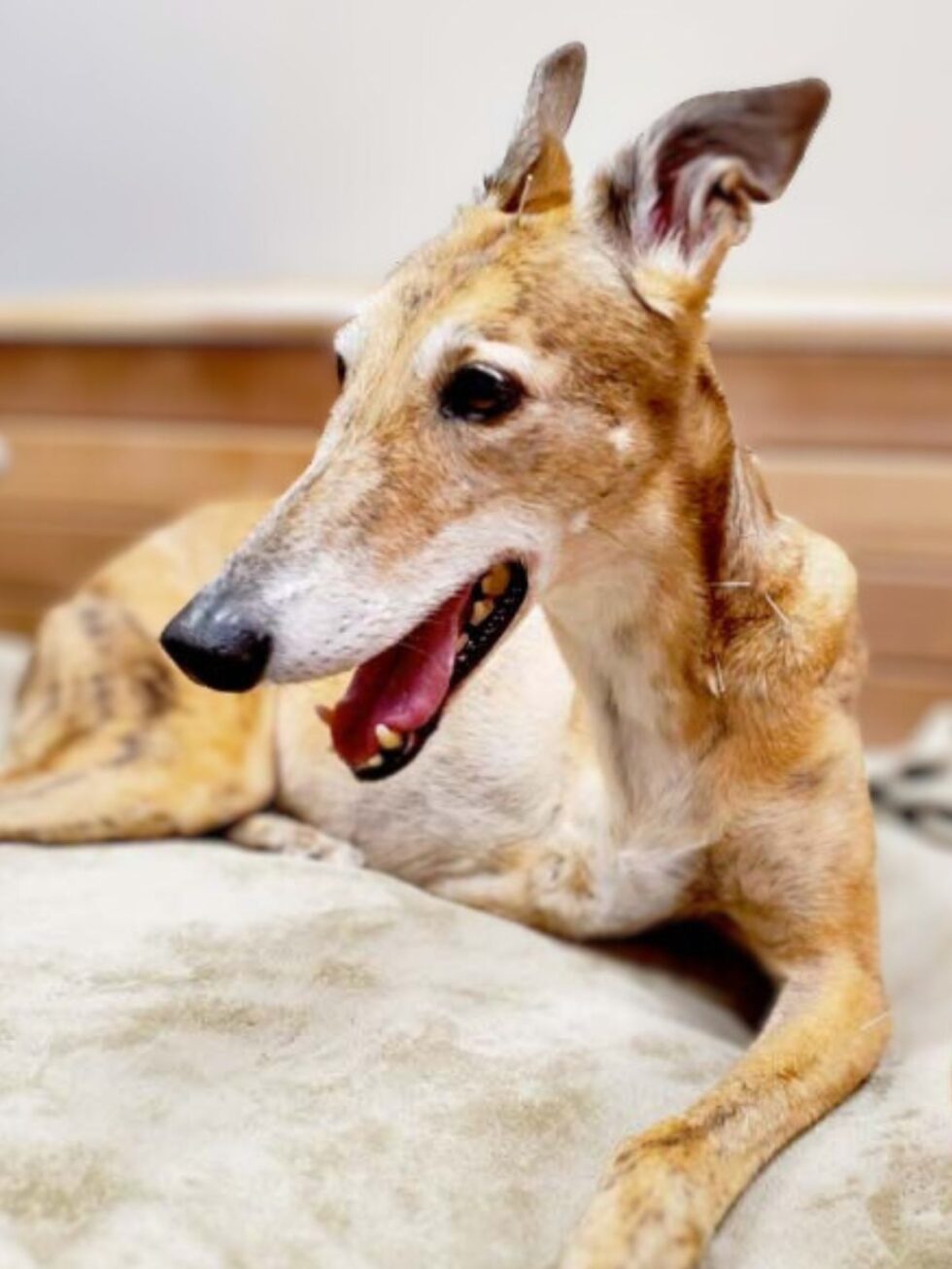 Limb Amputation Rehabilitation for Tripawds