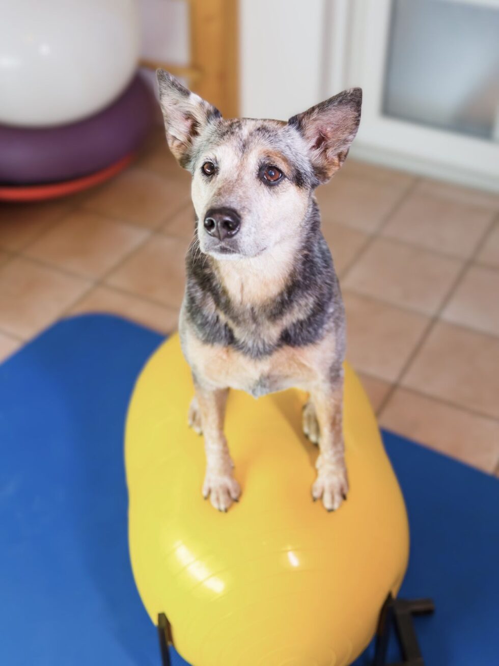 Lumbosacral Disease in Dogs | In-Home Canine Rehabilitation