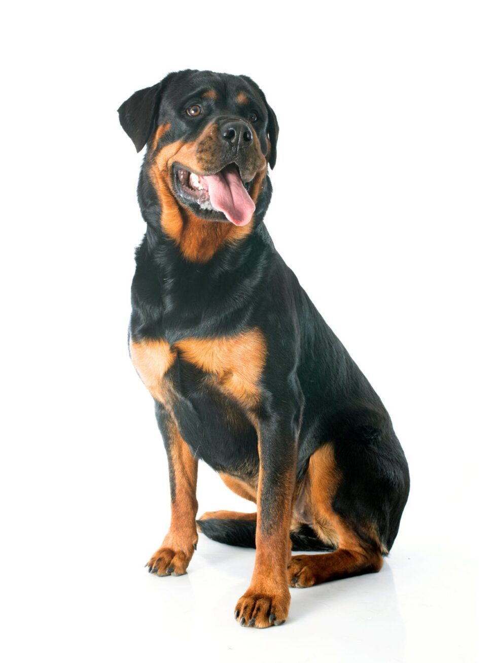 Fibrocartilaginous Embolism in Dogs | In-Home Rehabilitation
