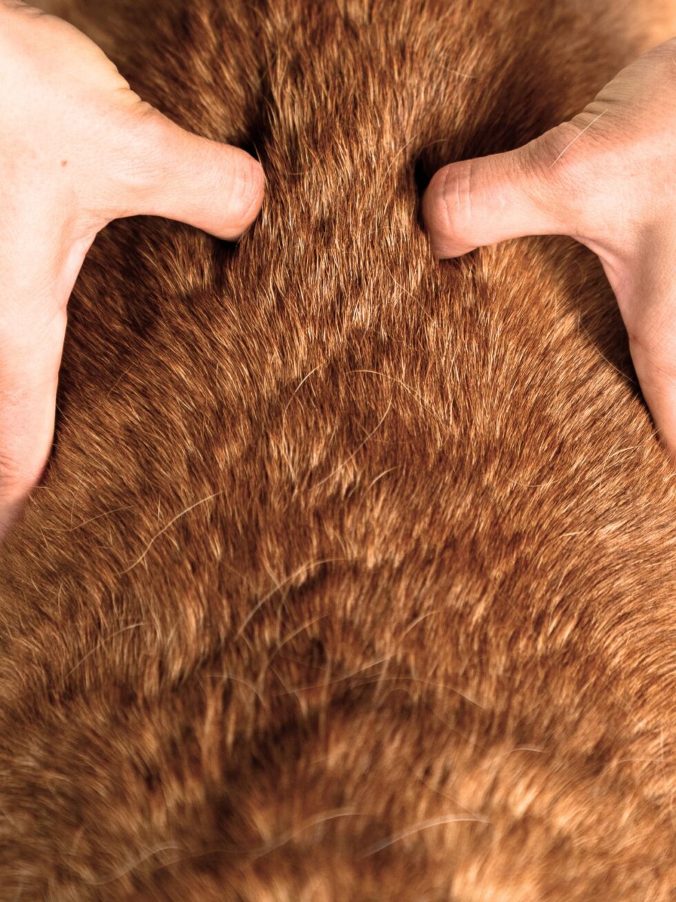 Lumbosacral Disease in Dogs | In-Home Canine Rehabilitation