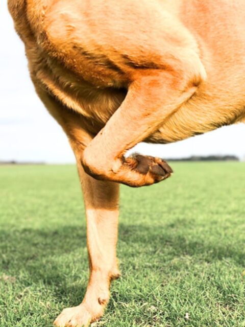 Tendonitis in Dogs | In-Home Rehabilitation in Melbourne & Geelong